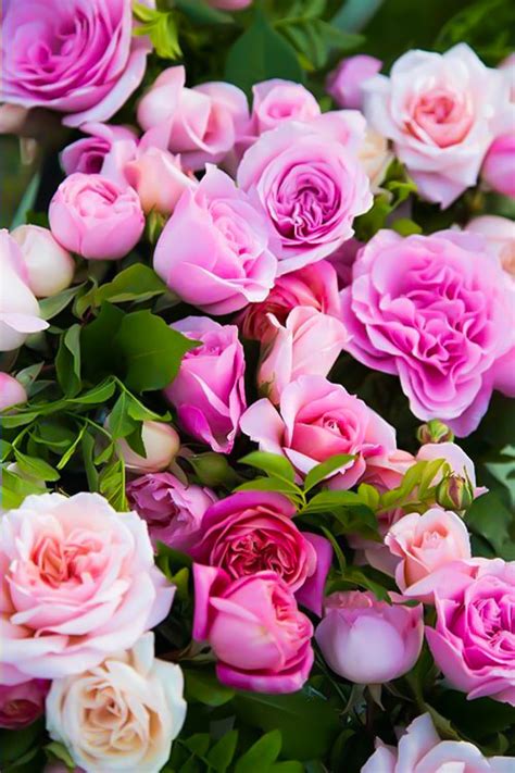 Фото Красивые розовые розы