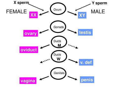 PPT Sexual Differentiation PowerPoint Presentation Free Download ID 3400628