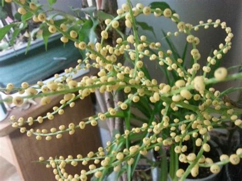 화분에 핀 신기하고 작은 꽃 Flowers Pearls Jewelry