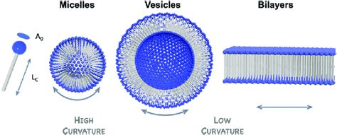 Schematic Highlighting The Common Structures Of Amphiphilic Hybrid Pom Download Scientific