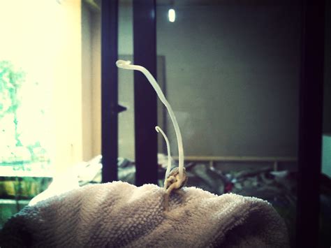 Toge Biji Jeruk Yoto Eki Setiawan Flickr