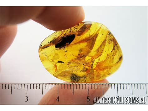 Cockroach 8mm Blattaria Fossil Insect In Baltic Amber 10448 Amberinclusionseu Cockroach 8mm Blattaria Fossil Insect In Baltic Amber 10448 Amberinclusionseu