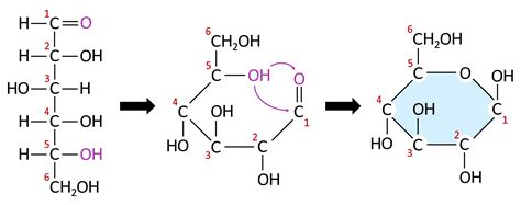 Structure Of Monosaccharides
