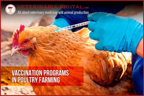 Most Common Vaccination Programs For Broilers Poultry Farming