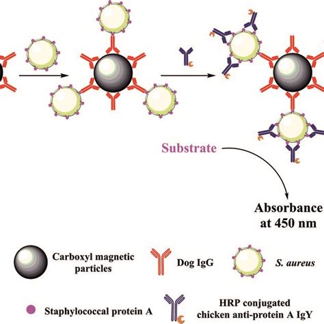Schematic Illustration Of The Novel Colorimetric Sensing Platform For