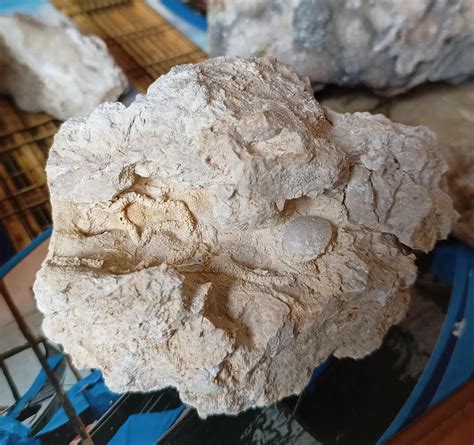 Brachiopod Fossil With Worm Tubes I Found Yesterday Poland R Fossilporn