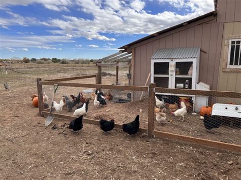Diy Chicken Flock Block Look On The Sunny Side