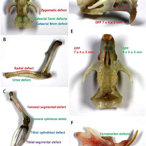 Pdf Rat Defect Models For Bone Grafts And Tissue Engineered Bone Constructs