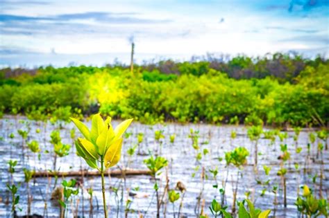숲의 정원에서 나무 모호한 Bokeh 배경에 녹색 잎을 닫습니다 잎에 잎 자연 자연과 상쾌한 벽지 또는 백그라운드를 사용 하 여 0명에 대한 스톡 사진 및 기타 이미지