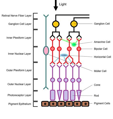 Layers Of The Retina Photoreceptors Rods And Cones Kenhub