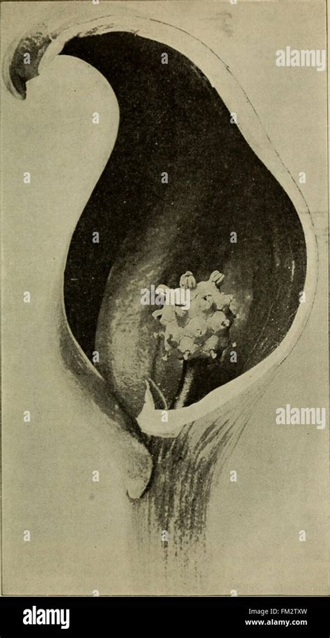 Elementary Botany From 1898 Provides Foundational Knowledge Of Plant