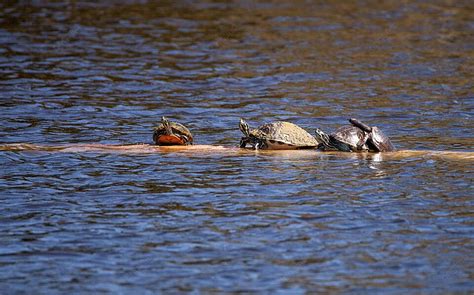 Apalone Ferox Background Images Hd Pictures And Wallpaper For Free Download Pngtree