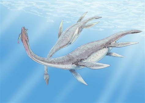18 Fossil Plesiosaur Zarafasaura Tooth Morocco 297930 For Sale
