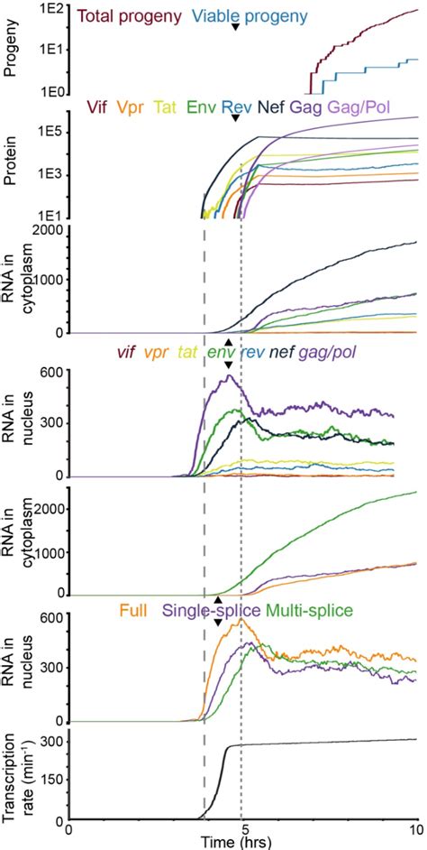 Figure 1 From A Comprehensive Stochastic Computational Model Of Hiv Infection From Dna