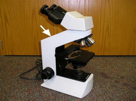 Biol 104 Lab Exam 1 Flashcards Quizlet