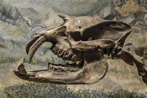 Fossil Skull Of Extinct Astrapotherium Magnum Patagonia Argentina