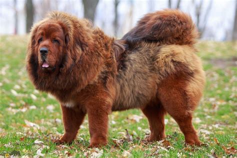 فیلمی از ماستیف تبتی؛ گران‌ترین، بزرگترین و خطرناک‌ترین سگ جهان