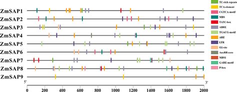 Prediction Of Cis Elements In The Promoter Regions Of Zmsaps Genes
