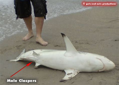 Blacktip Challenge Shark Fishing Tournament Shark Tagging