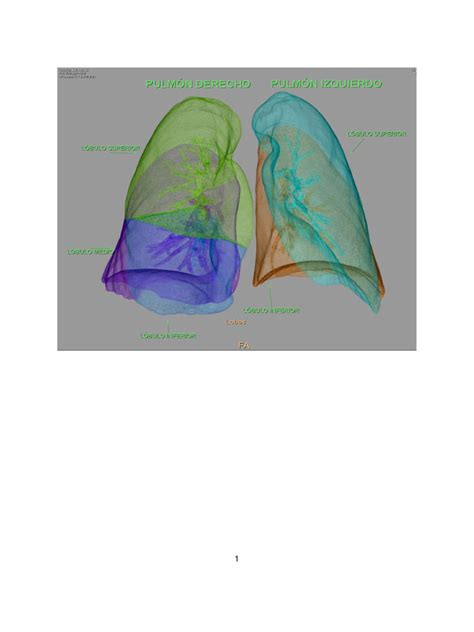 Segmentación Pulmonar Pdf