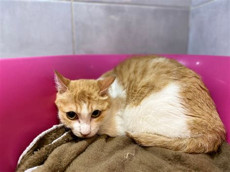 비숑프리제분양가 유기견 미니비숑 웰시코기분양 스피츠 요크셔테리어분양 먼치킨고양이 노르웨이숲고양이분양 둘 강아지무료분양 고양이무료분양 도그마루 보호소 유기견 강아지입양