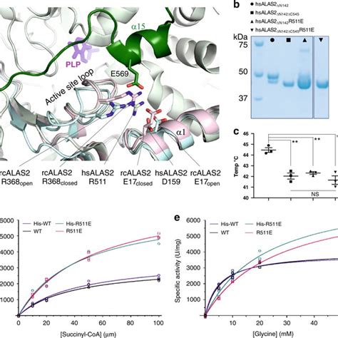 Role Of C Terminal Extension In Structural And Functional Integrity A