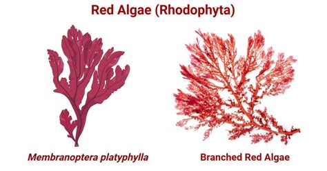 Red Algae Rhodophyta Characteristic Classification Importance