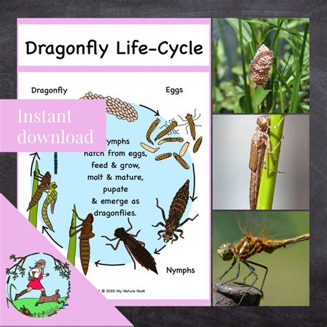 Dragonfly Life Cycle Explained From Egg To Adult Dragonfly