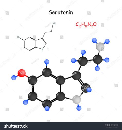 Serotonin Neurotransmitter Biological Function Modulating Mood Stock