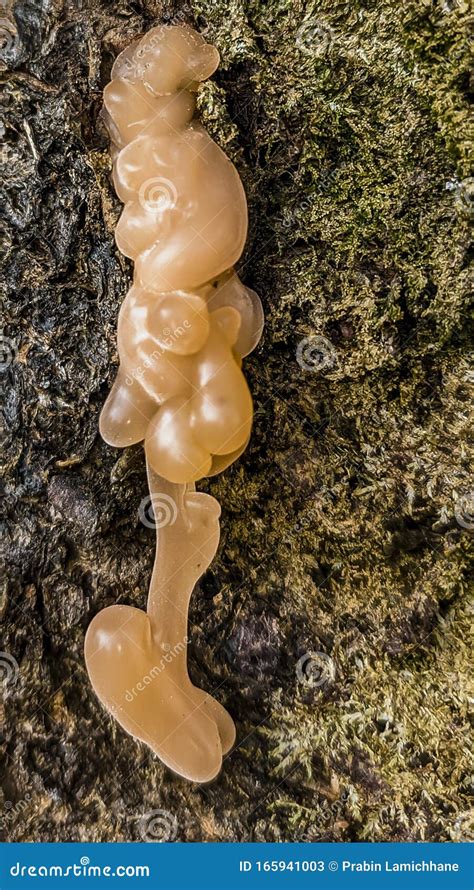 Artistic Formation Of Pine Tree Gum Or Resin A Beautiful Mechanism Of Healing Puncturs In Tree