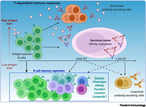 Memory B Cells