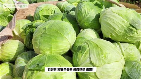 맑은농장 유기농 양배추브로콜리즙은 이렇게 만들어집니다 Youtube