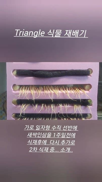 쇼케이스 식물재배기 Diy 새싹인삼 월 최대 2400뿌리 거의 공짜로 Youtube