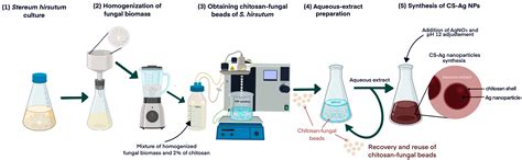 Ijms Free Full Text Synthesis Of Antimicrobial Chitosan Silver Nanoparticles Mediated By