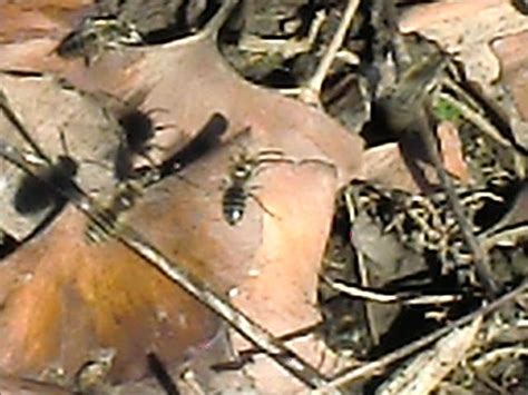 Do Bees Make Hives With Mud Researchgate