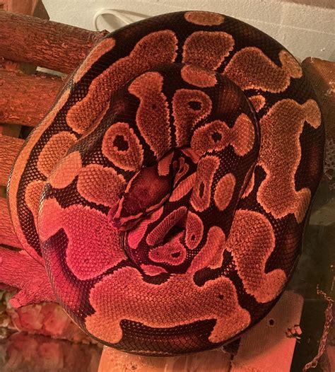 how is my ball python s weight she s just turned 2 here she is