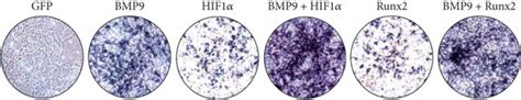 hif1α and runx2 potentiate bmp9 induced early osteogenic download