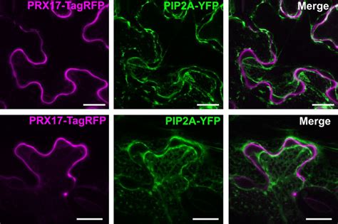 Subcellular Localization Of Peroxidase 17 Prx17 Tagrfp Confocal