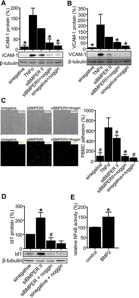 Loss Of Bmper Causes Endothelial Inflammation Involving A Bmpdependent