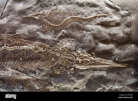 Two Marine Reptile Fossils Mixosaurus Sp And Shastasauride From