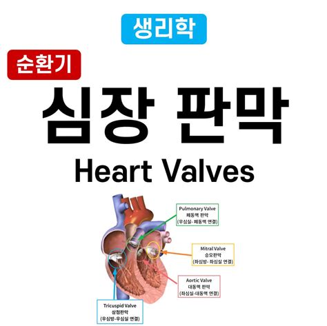 심장 판막 Heart Valves 4개의 판막 의학당