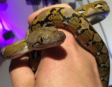 Show Some Love For The Super Dwarf Retic 🤩 Reptiles