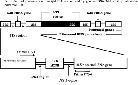 Figposiion Of Conserved Genes In Fungal Genome Download Scientific Diagram