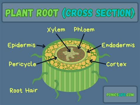 Root Cortex Diagram Cross Section Of Monocot Root Plant Histology