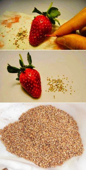 Сочная груша в 2025 г Иллюстрации фруктов Груша Фотография фруктов