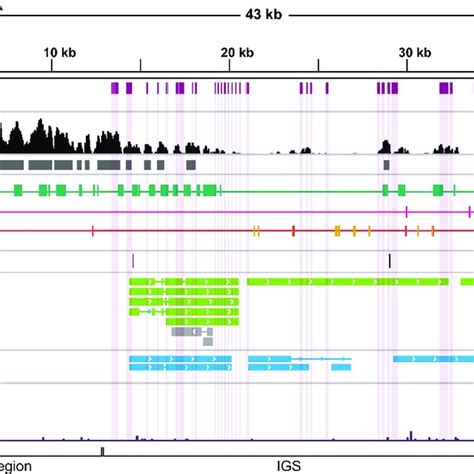 Primate Rdna Repeat Units A Phylogenetic Tree Showing The Download Scientific Diagram