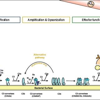 Schematic Overview Of The Complement System The Complement Cascade Is Download Scientific