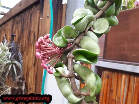 Hoya Compacta How To Grow And Care