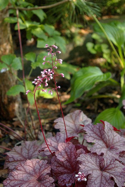 W Jędrzejówce u Poll: Heuchera 'Berry Smoothie