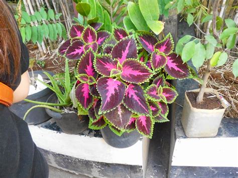 Tanaman Miana Hot Sex Picture